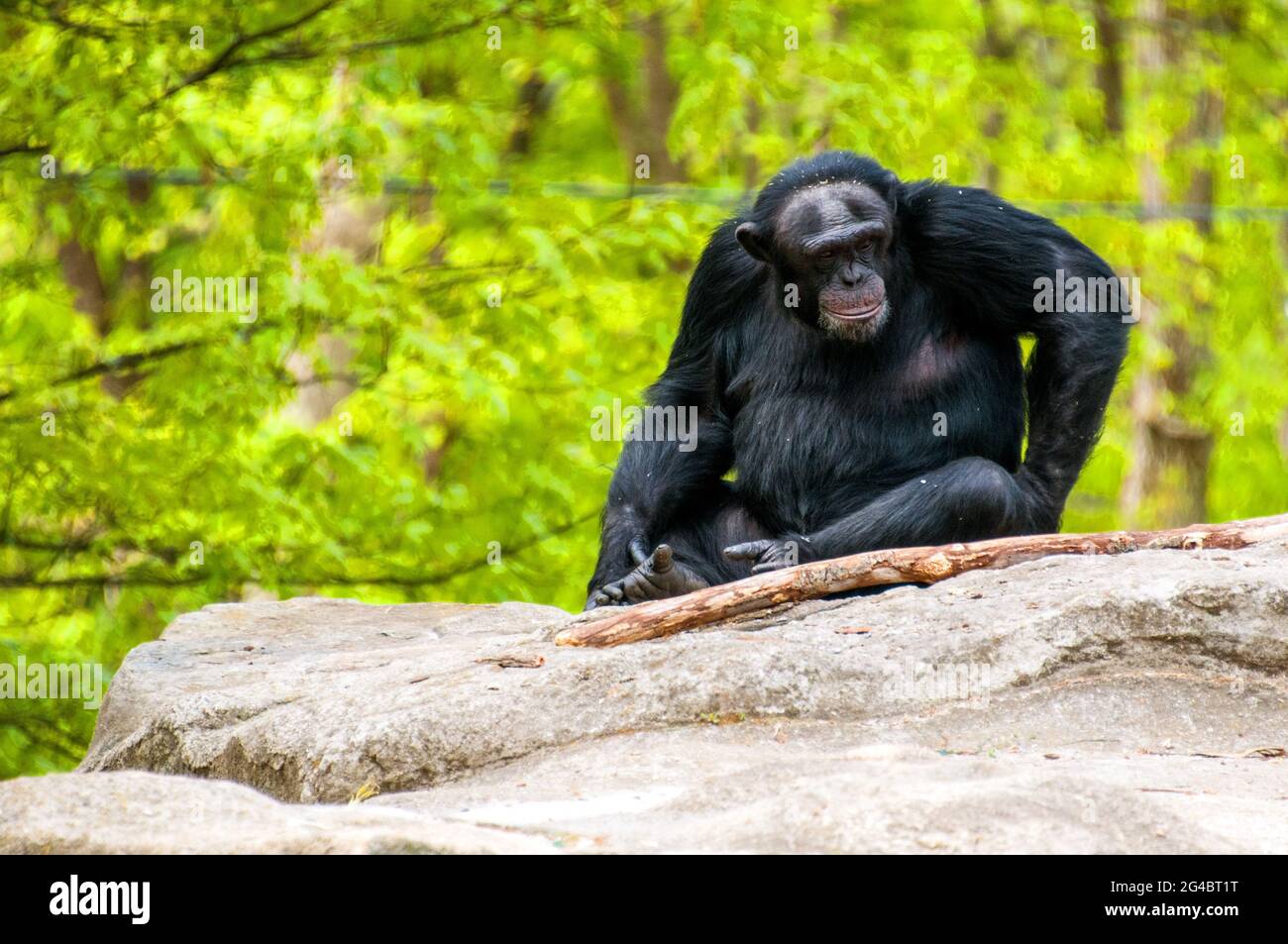 Chimpanzee group hi-res stock photography and images - Alamy