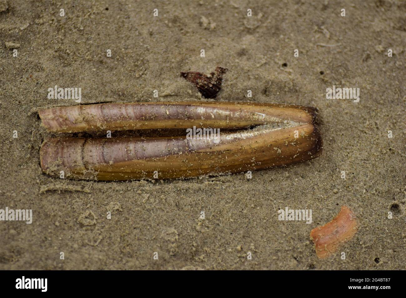 Seashell at beach hi-res stock photography and images - Alamy