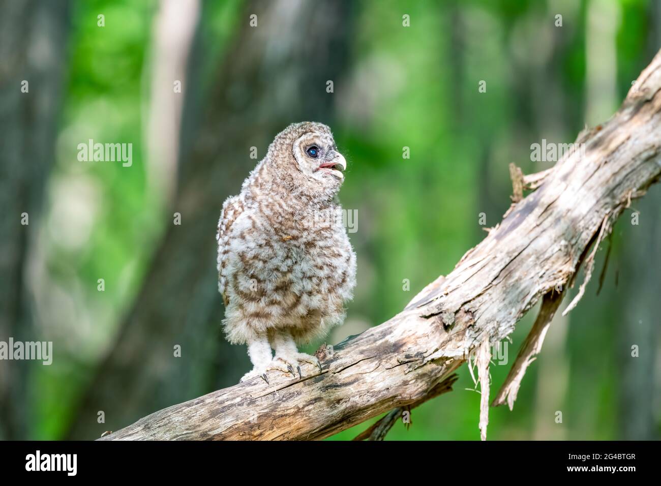Adorable barred owlet standing on a fallen tree. Blurred green forest ...