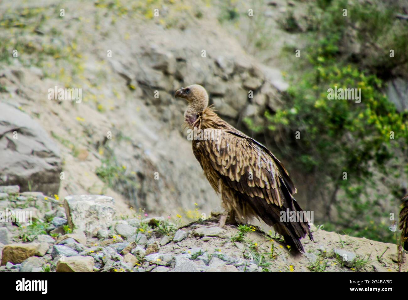 Himalayan wild wildlife wilderness wildlife hi-res stock photography ...