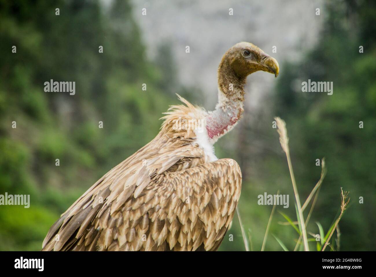 Himalayan wild wildlife wilderness wildlife hi-res stock photography ...