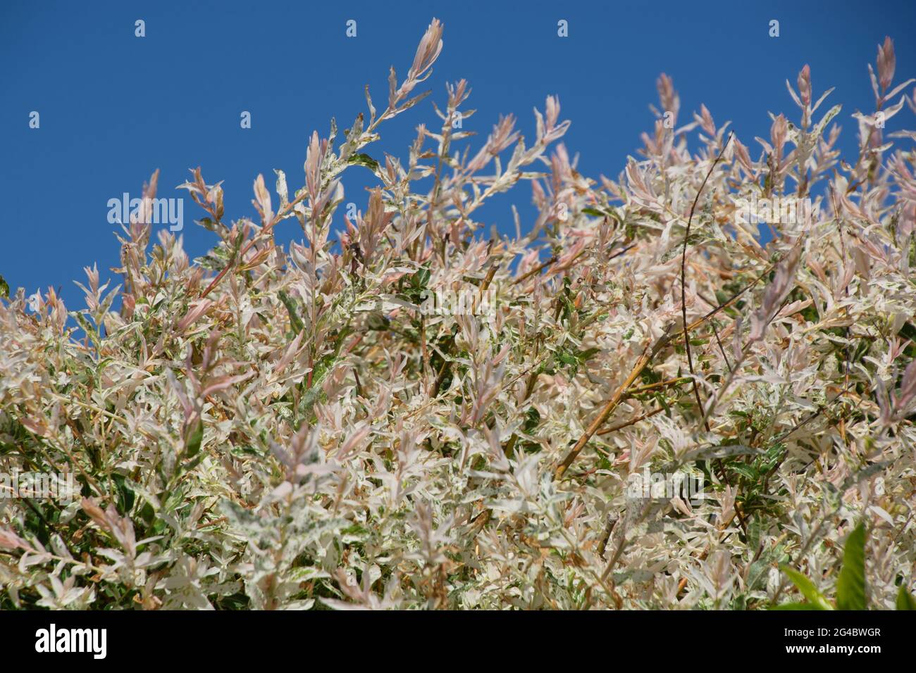 Salix integra hakuro nishiki hi-res stock photography and images - Alamy