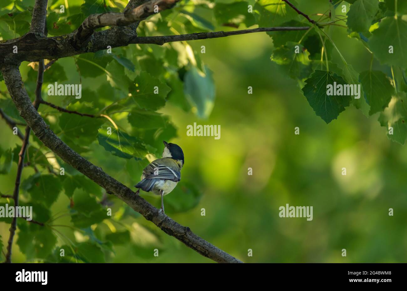 Chickadee in summer hi-res stock photography and images - Alamy
