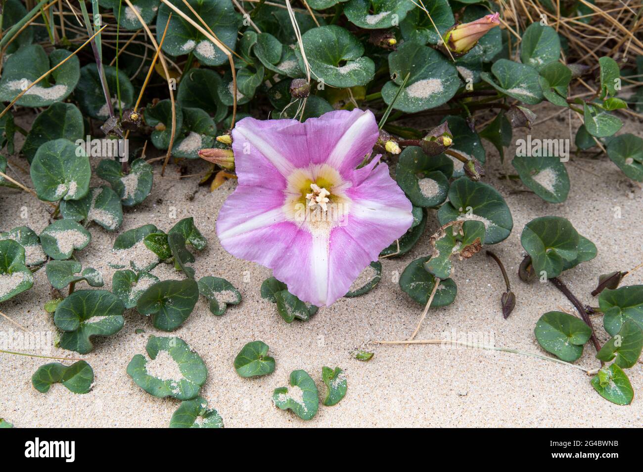 Close-up of a pink bindweed in the sand of a beach in Brittany Stock ...