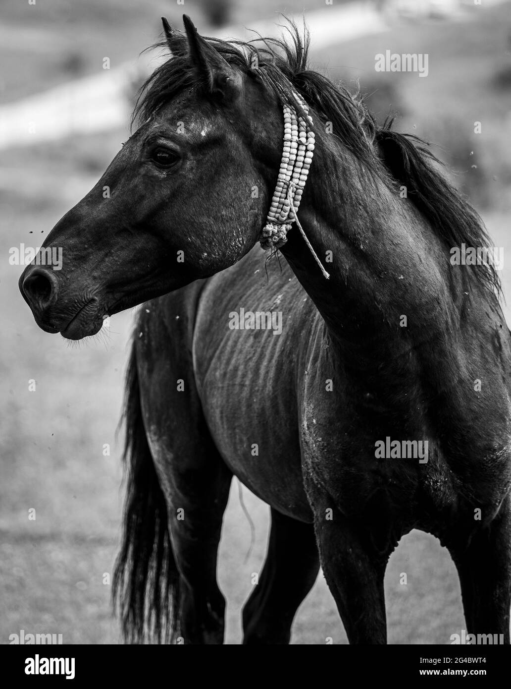 Dirty horse in the clay against nature landscape. Black stallion with ...
