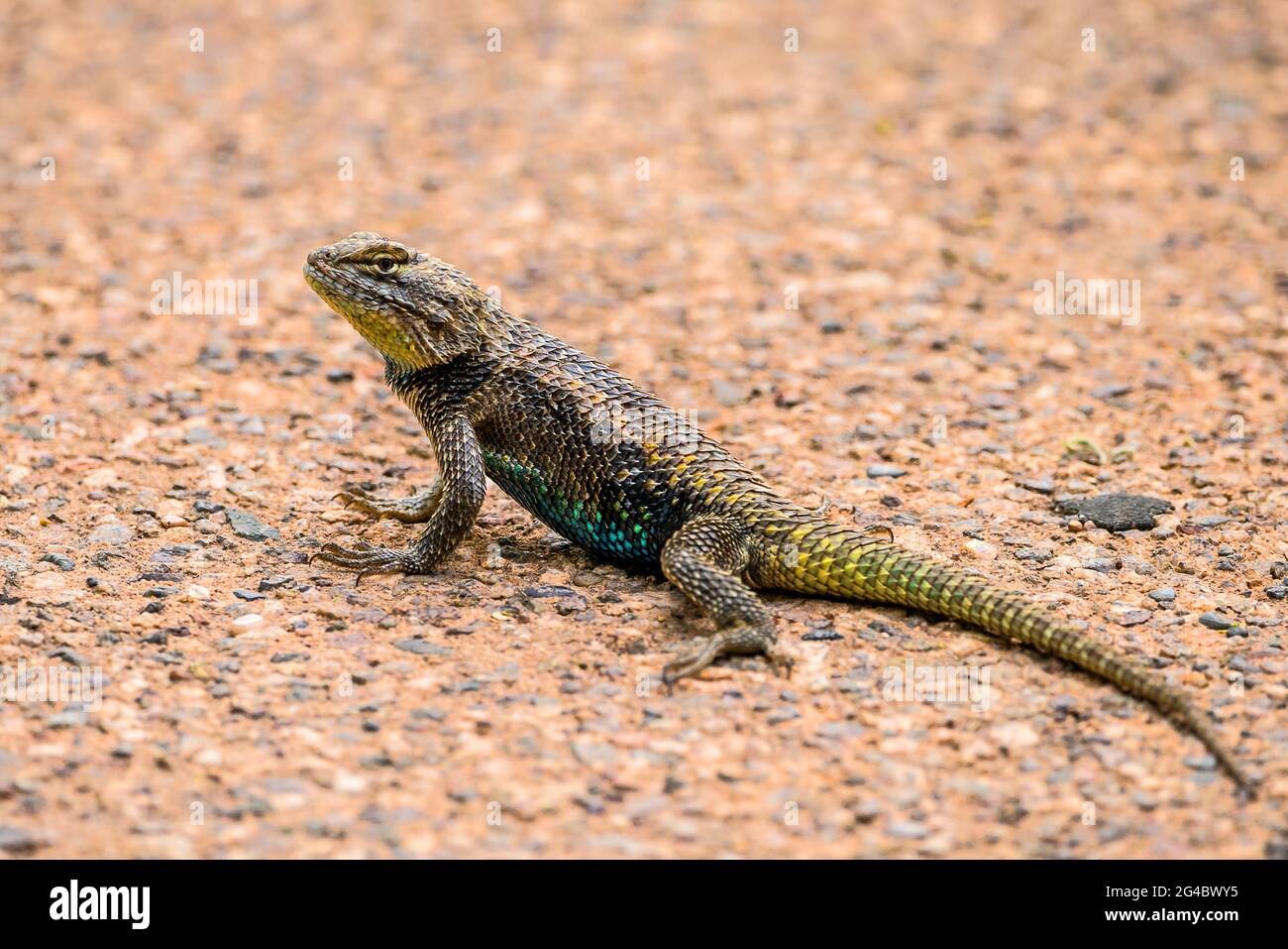 Arizona wildlife hi-res stock photography and images - Alamy