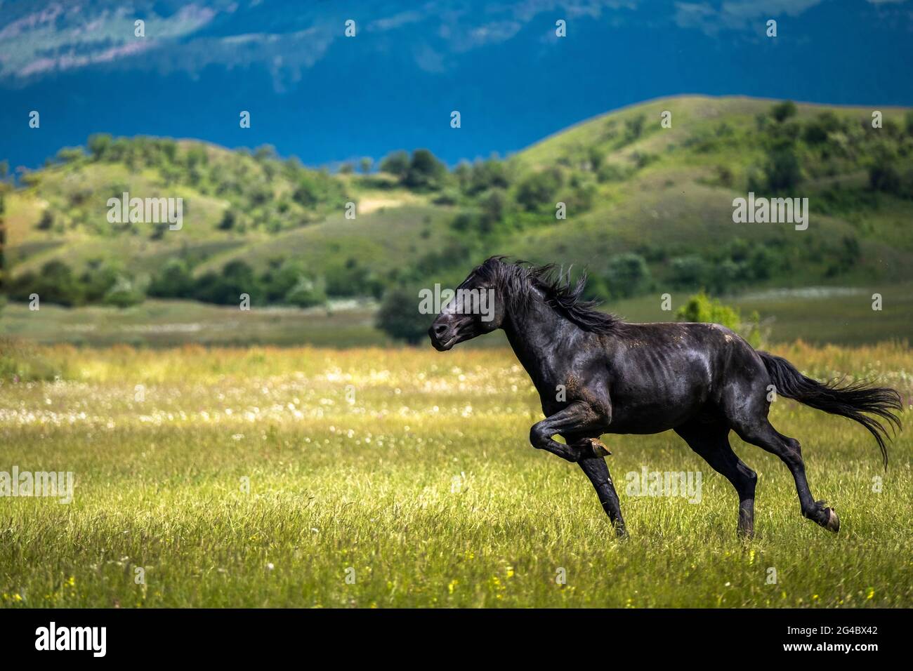 Wild horse running at the field in summer. Metsovo Greece. Black ...