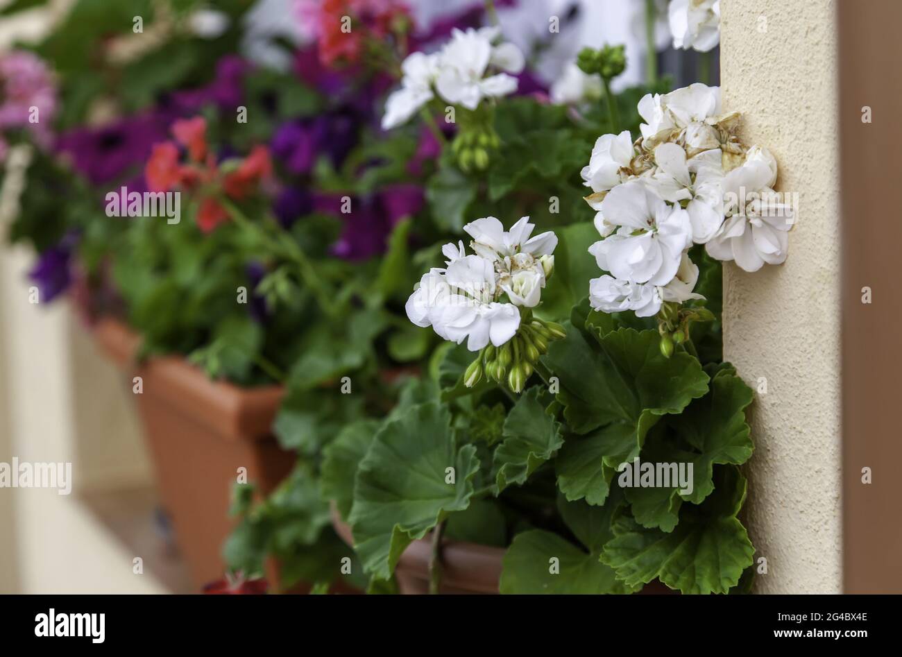 Natural white geraniums on window, plants and flowers Stock Photo - Alamy