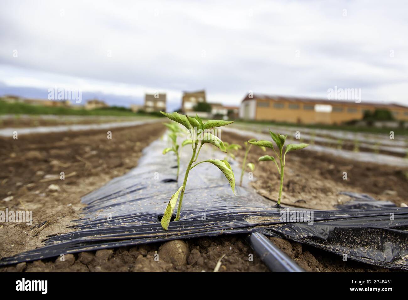 Asparagus plantation in the field, organic agriculture and vegetables ...