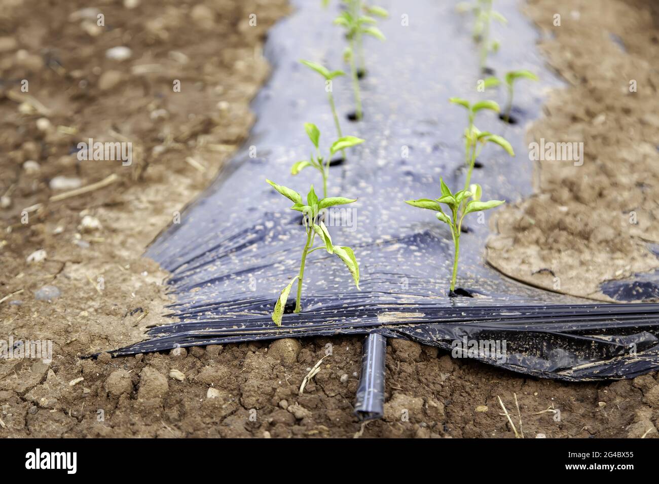 Asparagus plantation in the field, organic agriculture and vegetables ...
