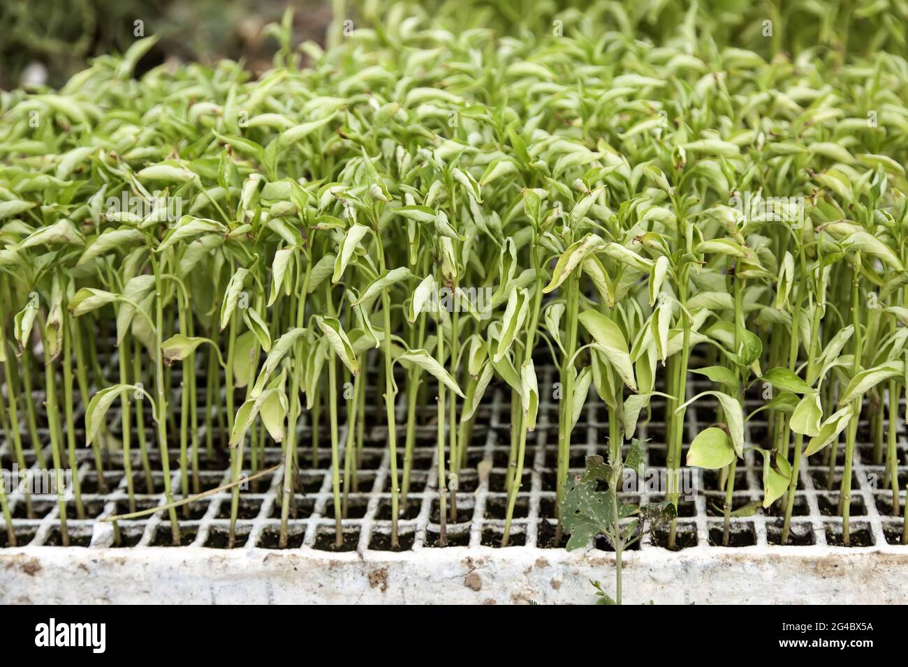 Grow sprout hi-res stock photography and images - Alamy