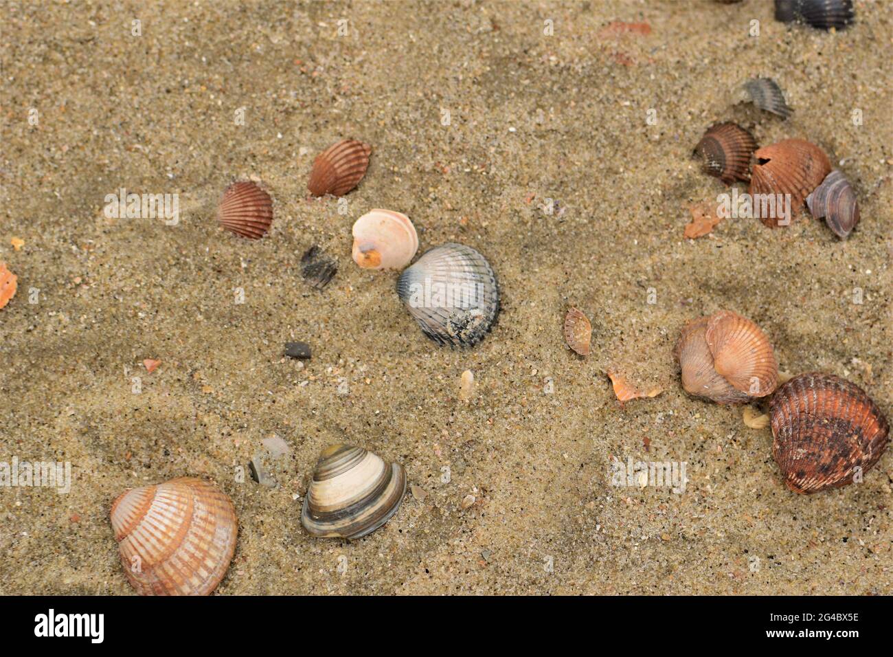 Different seashells in the sand at the beach Stock Photo - Alamy