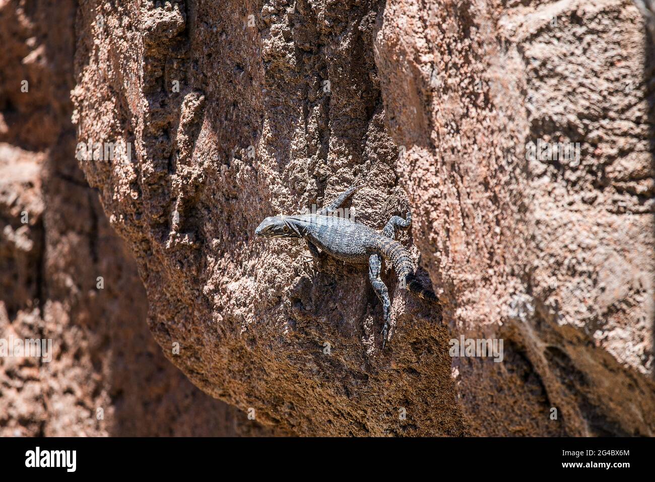 Wild lizard in Arizona Stock Photo - Alamy
