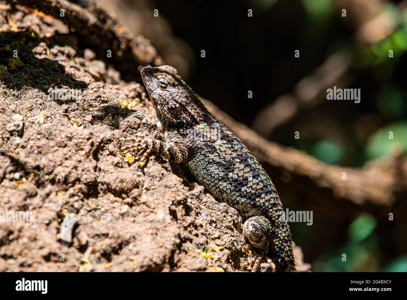Arizona wildlife hi-res stock photography and images - Alamy