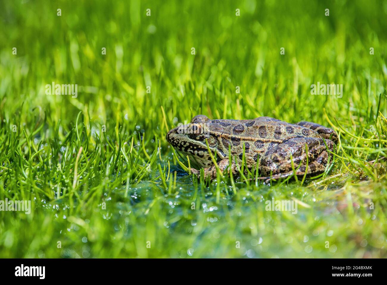 Frog in nature hi-res stock photography and images - Alamy