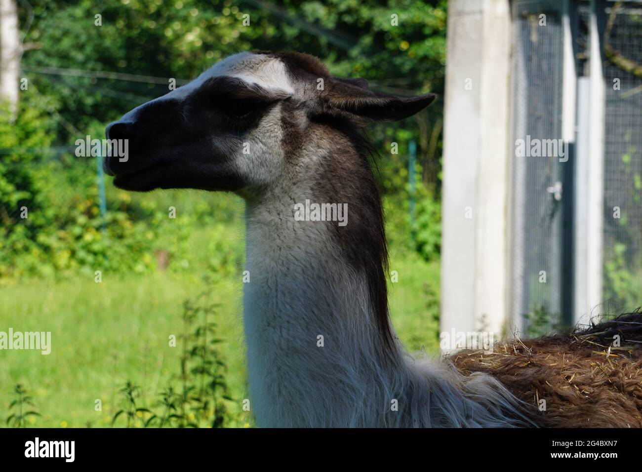 a side view of a llama head and neck in a green field Stock Photo - Alamy