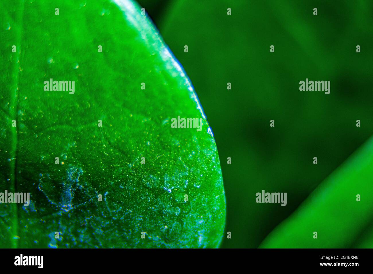 Green sheet hi-res stock photography and images - Alamy