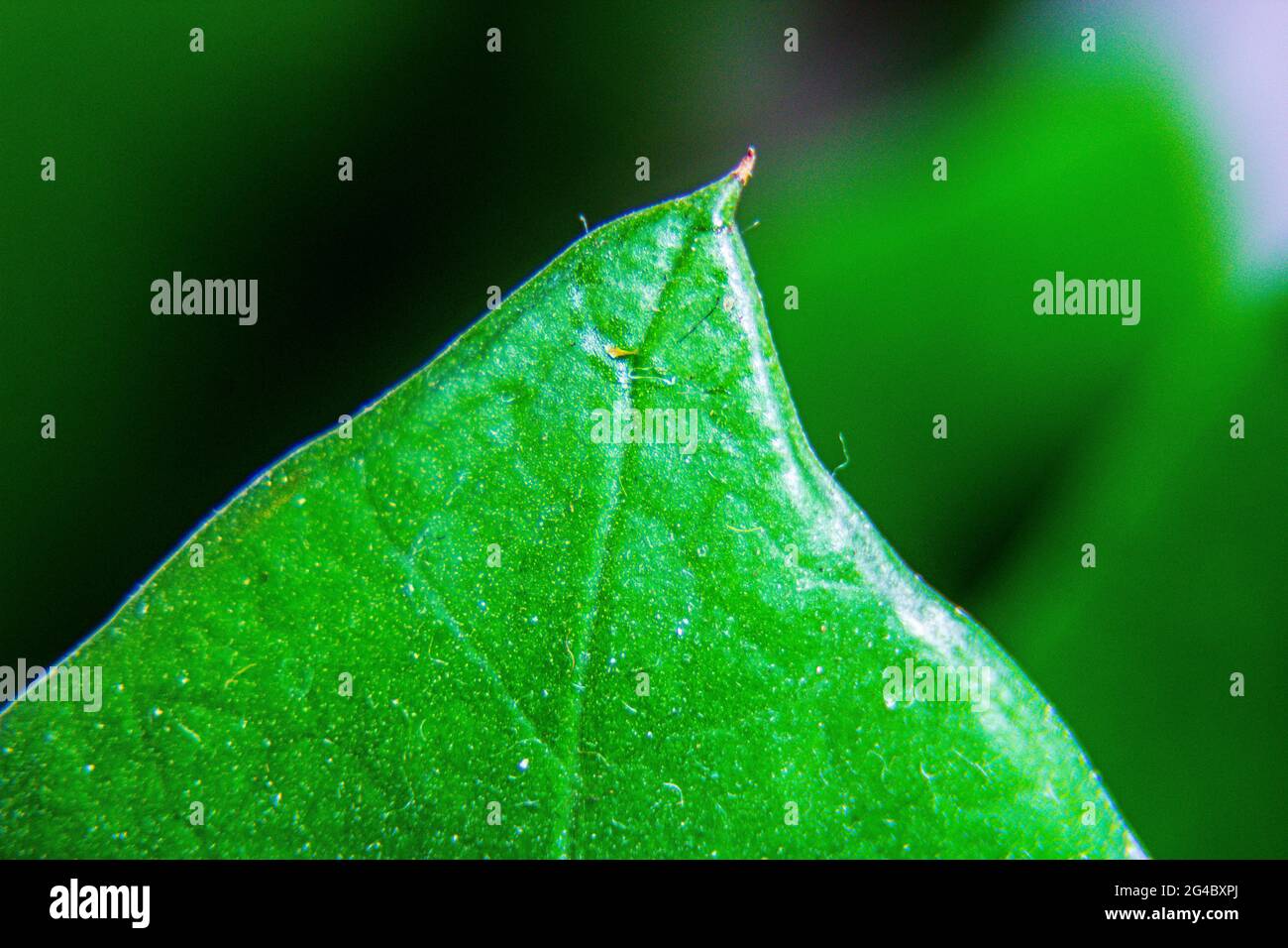 A close-up of the green sheet. Money tree Stock Photo - Alamy