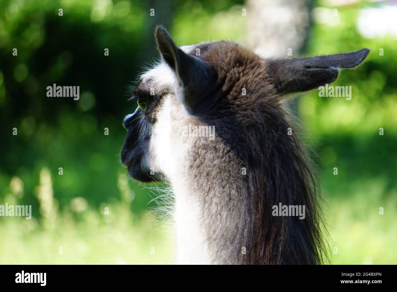 a closeup of a lama head in a green field - shot from behind Stock Photo - Alamy