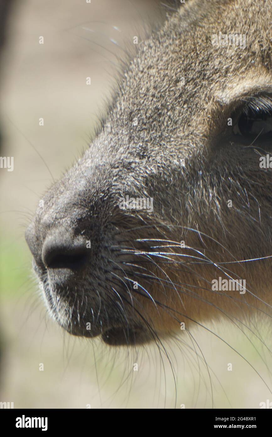 a gray rabbit head with facial hair and eye - a side shot Stock Photo ...