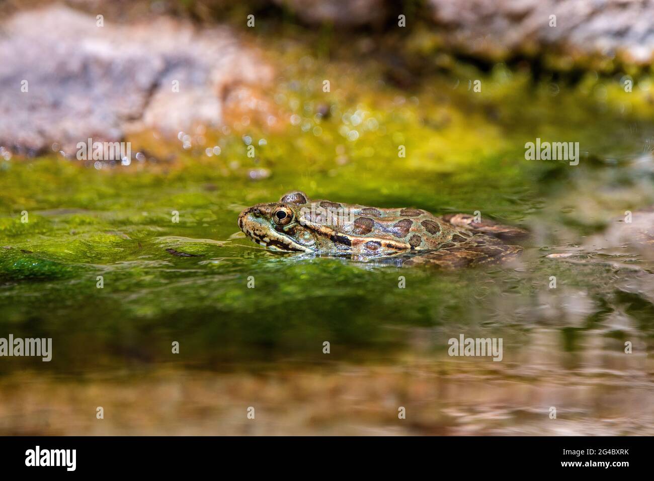 Frog in nature hi-res stock photography and images - Alamy