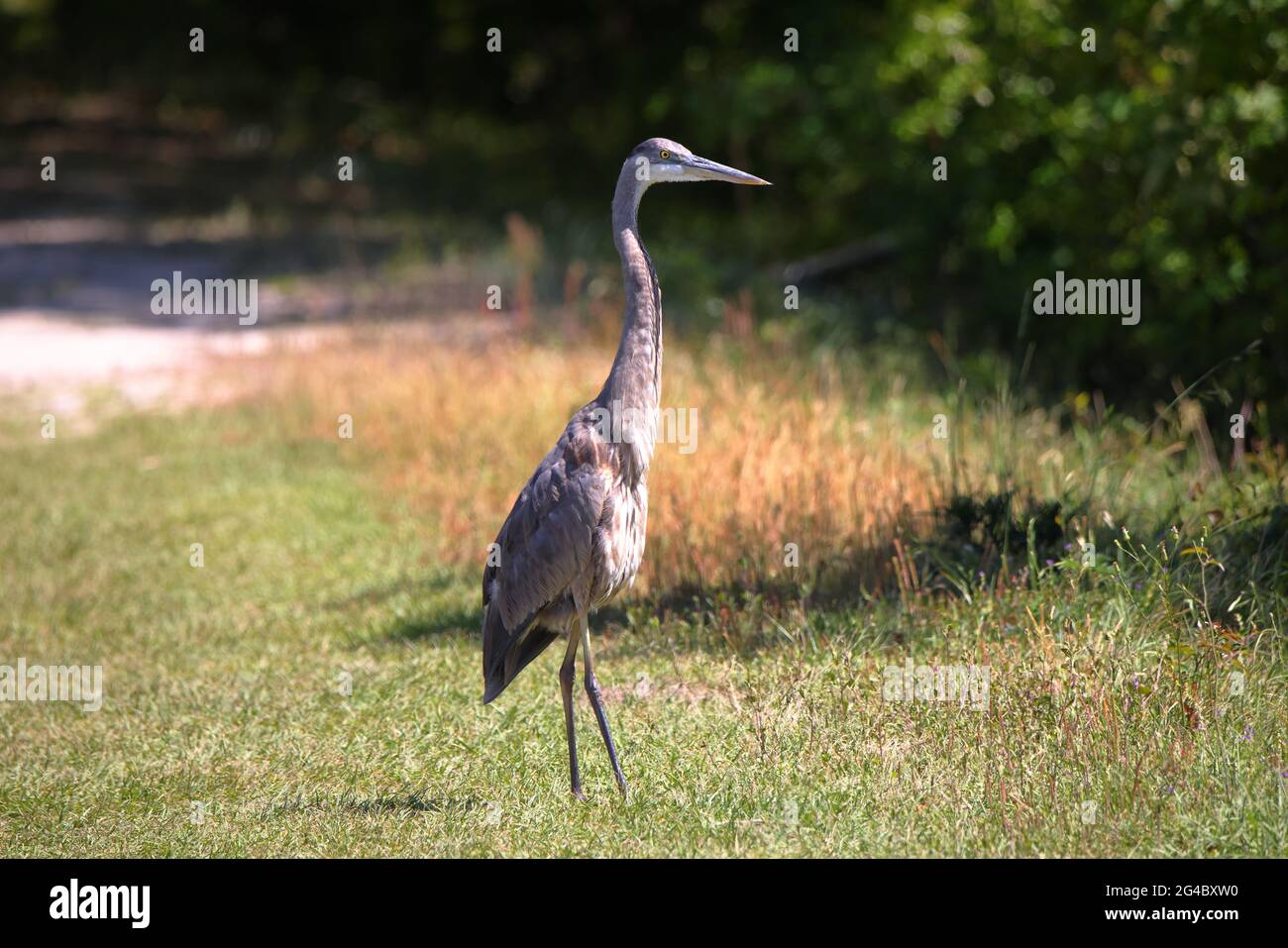 Great blue heron standing tall in grass Stock Photo - Alamy
