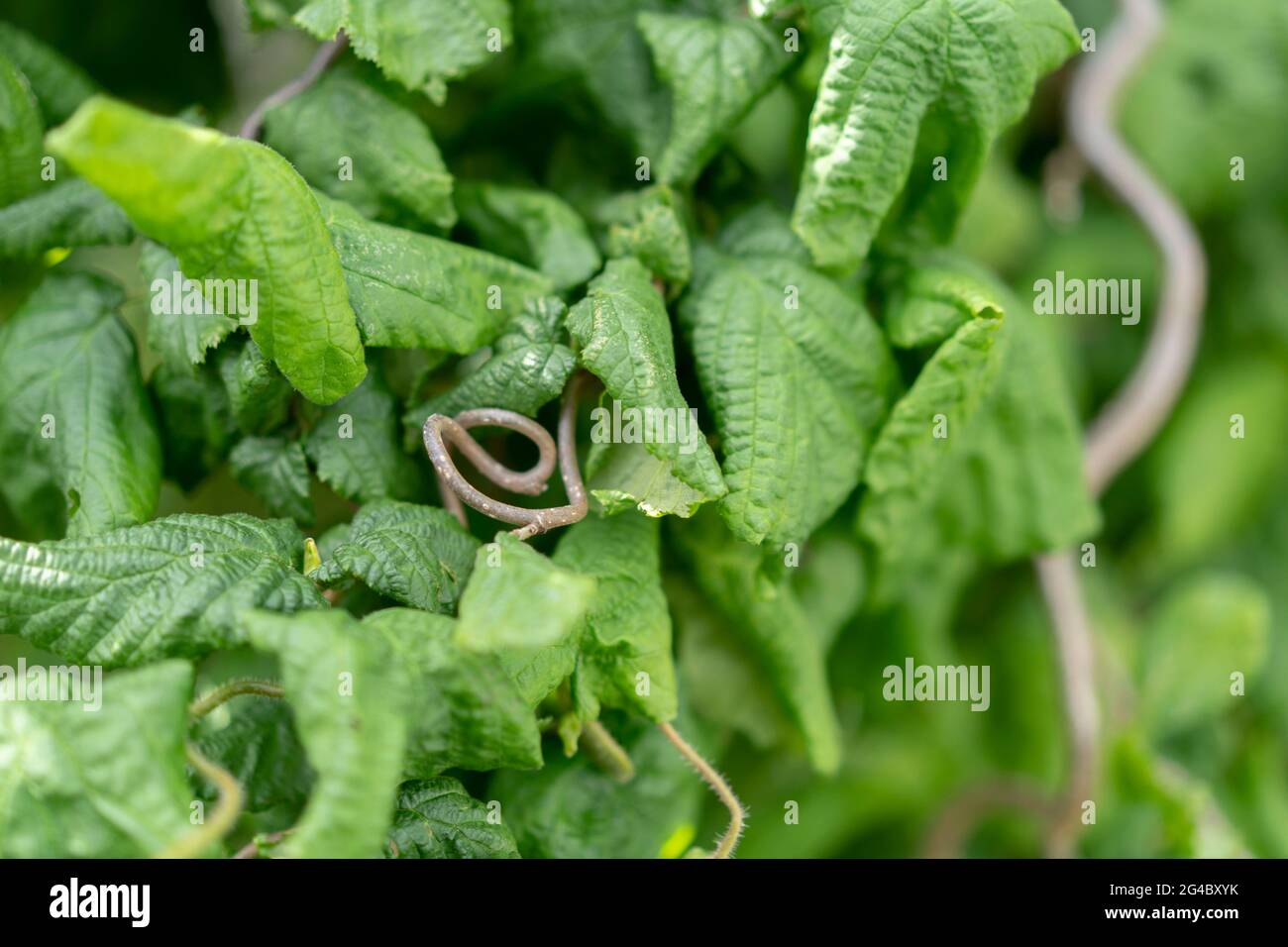 Curly branches hi-res stock photography and images - Alamy