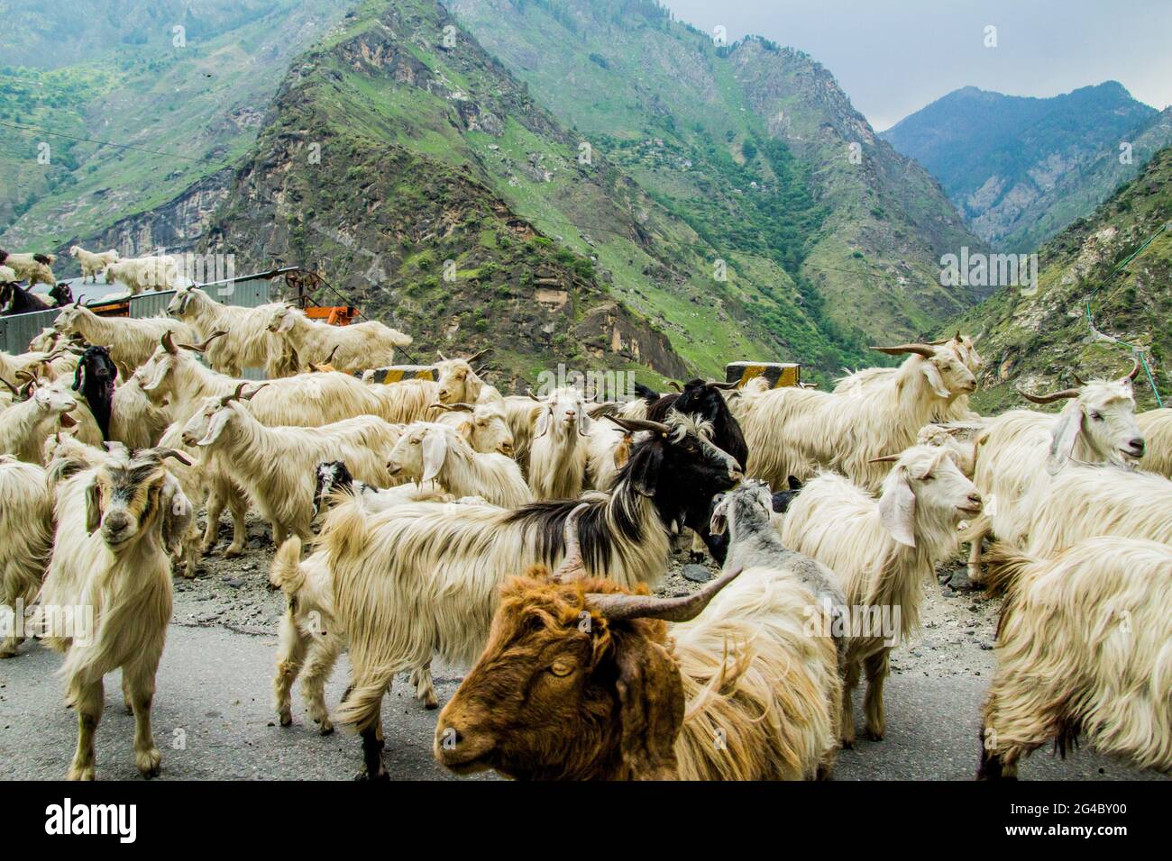 Goats standing around on hi-res stock photography and images - Alamy