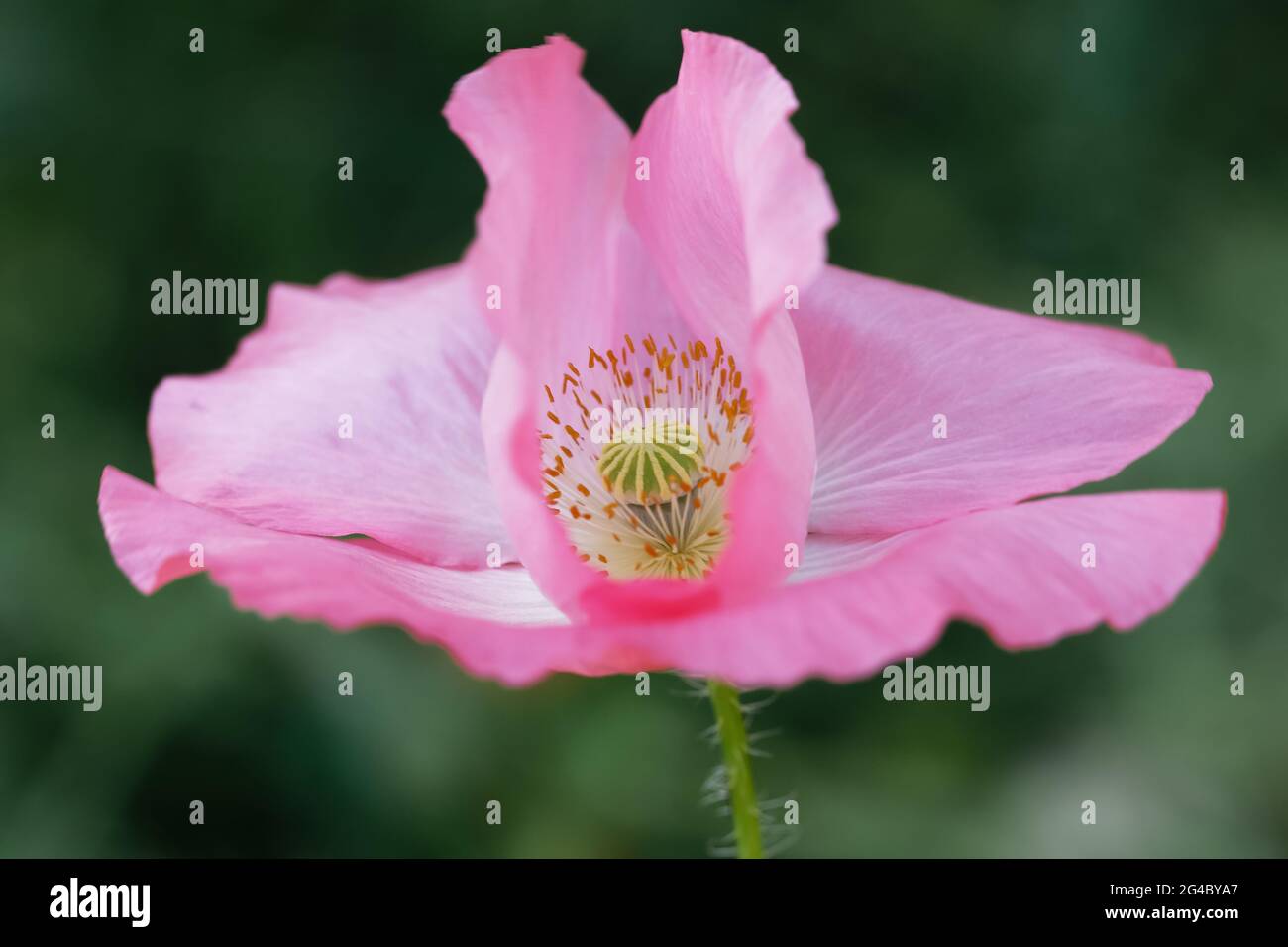 Pink poppy on a wonderful background. Pink tender, air, life-giving ...