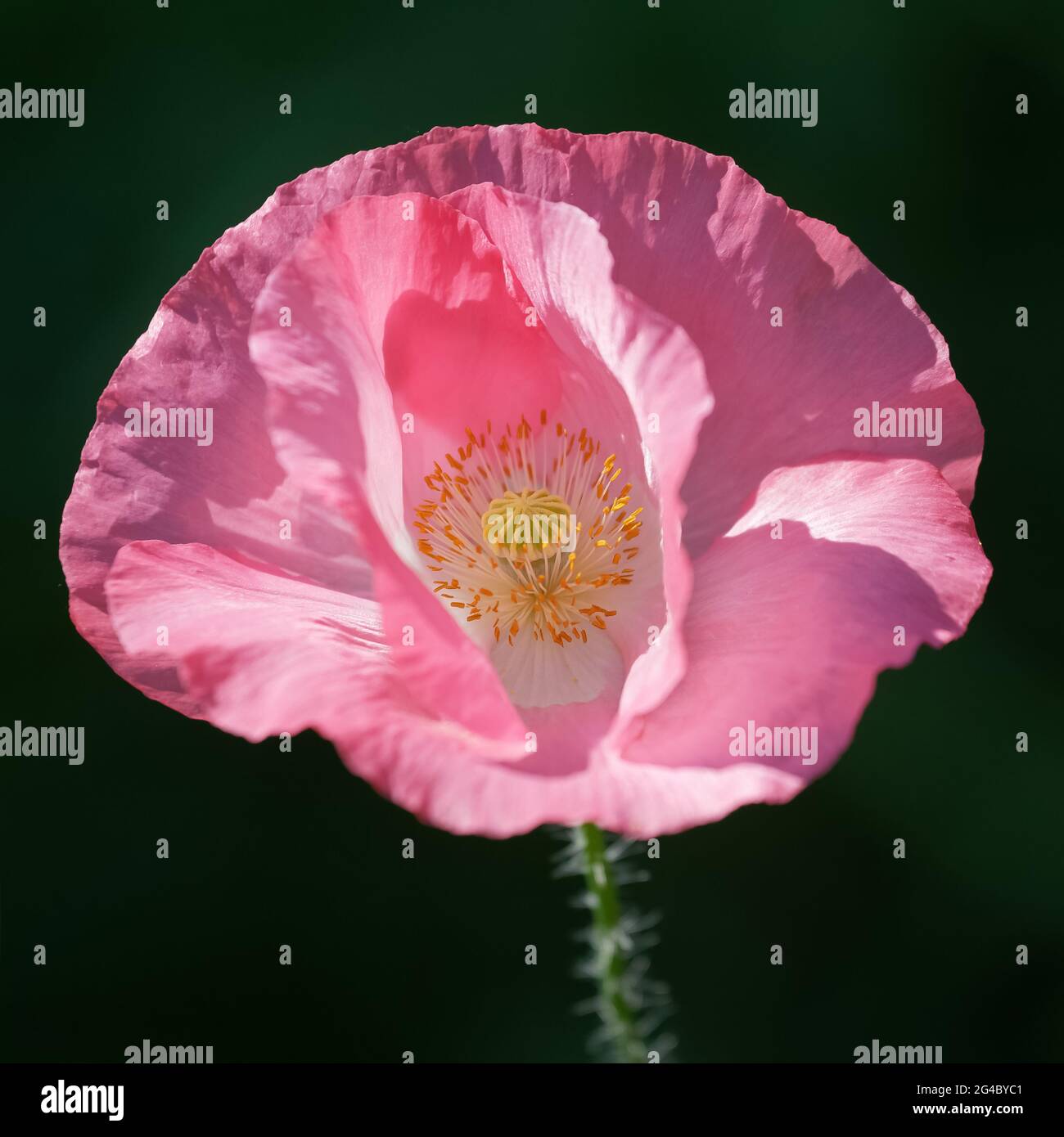 Pink poppy on a wonderful background. Pink tender, air, life-giving ...