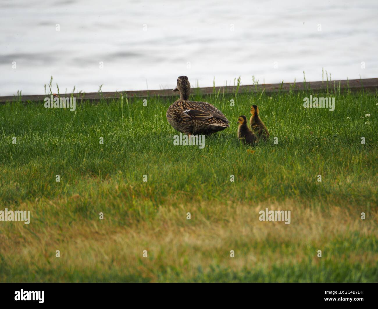 Mother Duck with Two Baby Ducks Walking Through Grass Stock Photo - Alamy