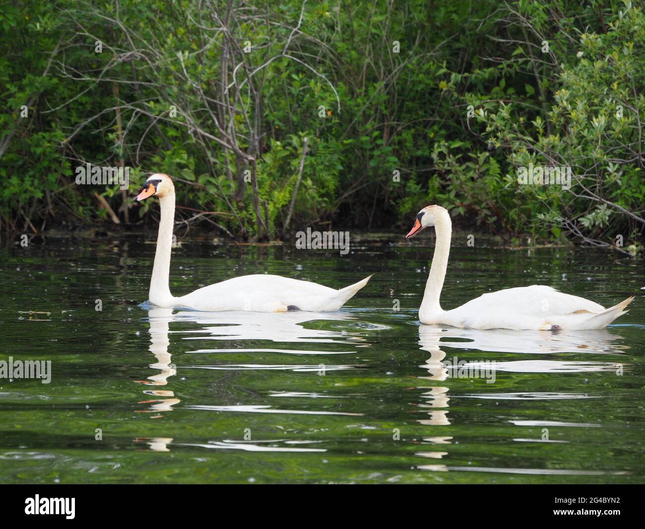 Pair of Swans on Lake Lansing against colorful marsh background Haslett ...