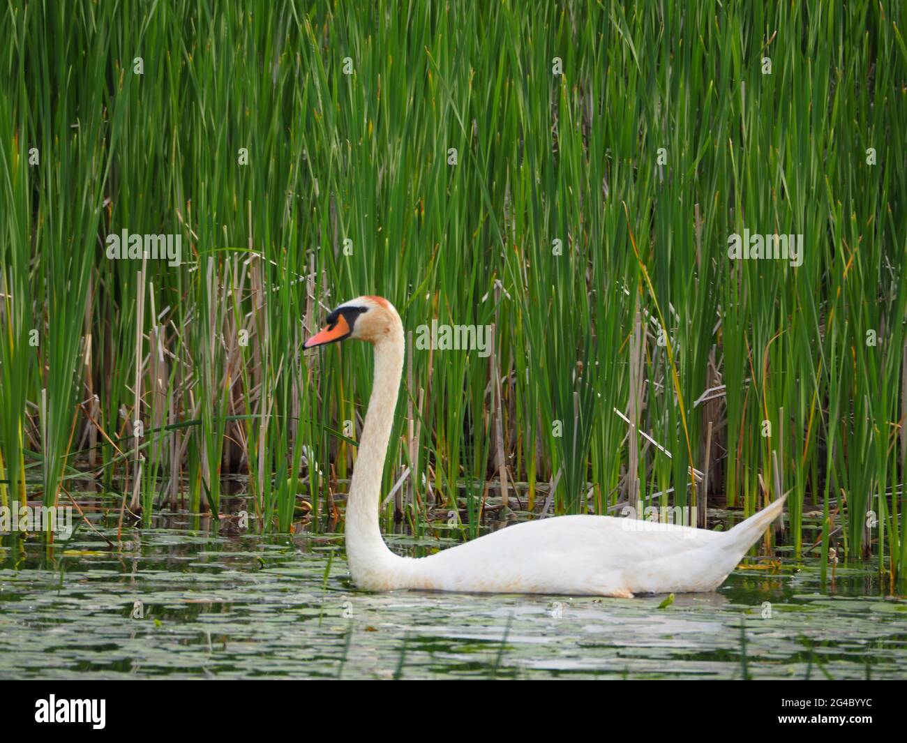 A swan on Lake Lansing against colorful marsh background Stock Photo ...