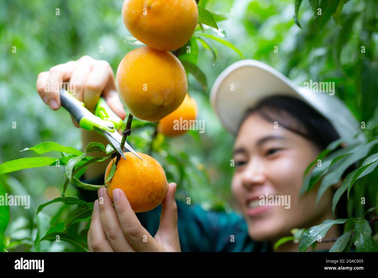 Peaches tree people hi-res stock photography and images - Alamy