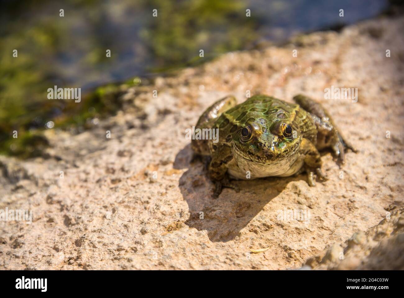 Portrait of a frog in nature Stock Photo - Alamy