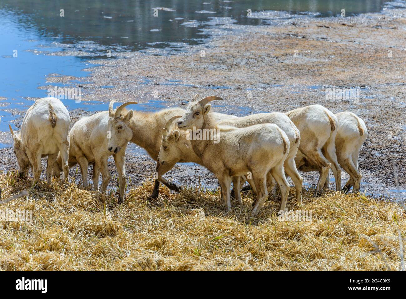 Bighorn sheep colorado group hi-res stock photography and images - Alamy