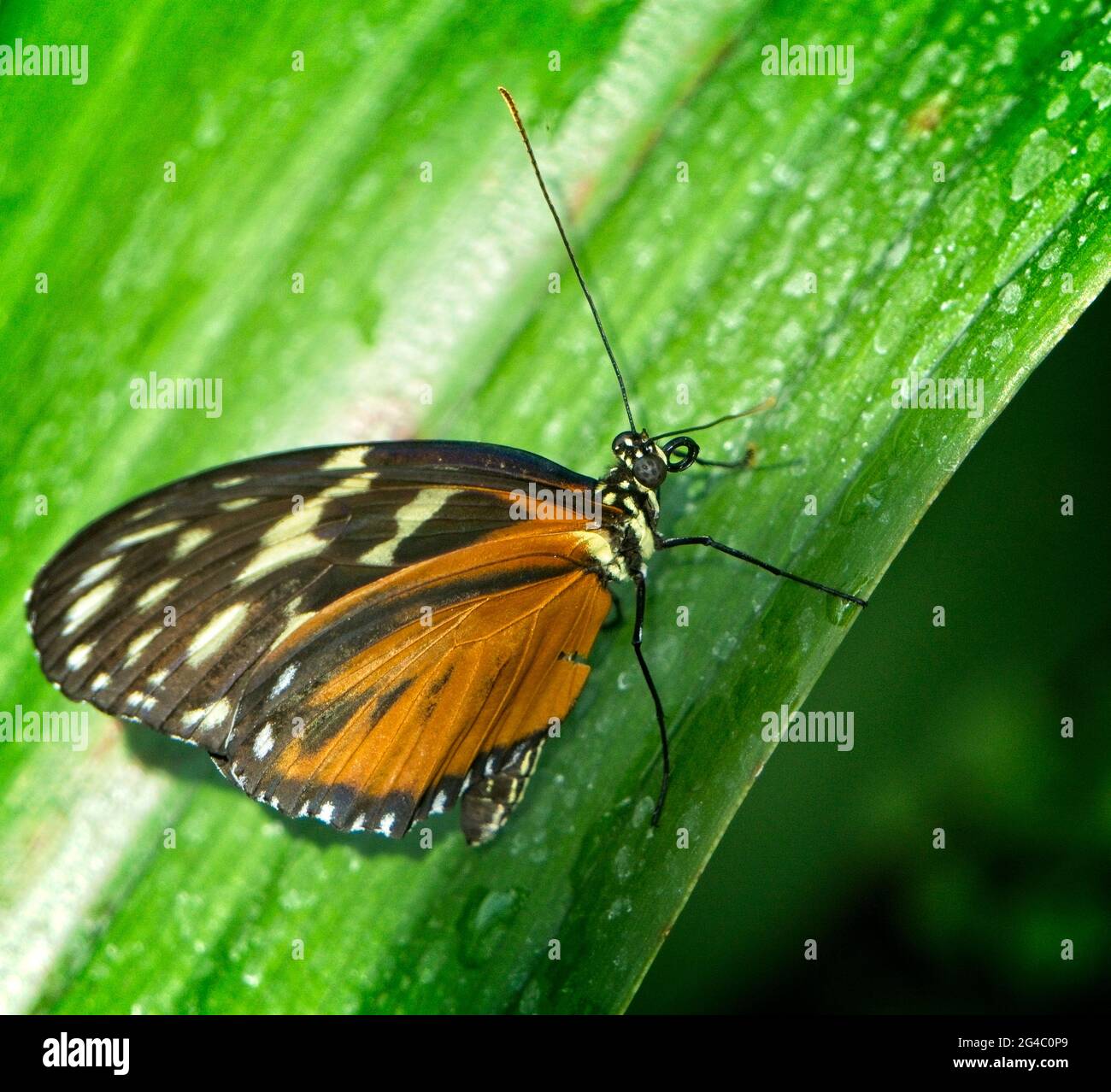 tiger milkweed butterflies Calgary Zoo Alberta Stock Photo - Alamy
