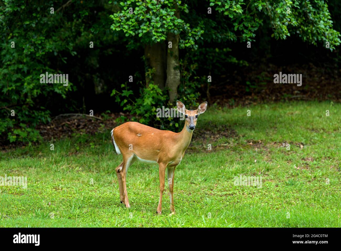 Deer side view hi-res stock photography and images - Alamy