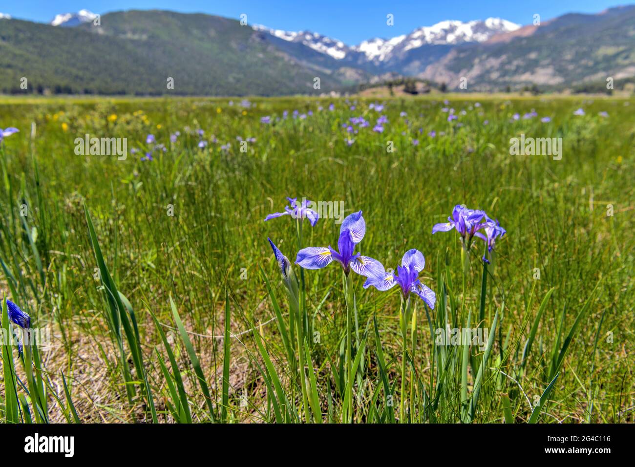 Rocky Mountain Iris - A bunch of fresh blue Rocky Mountain Iris ...