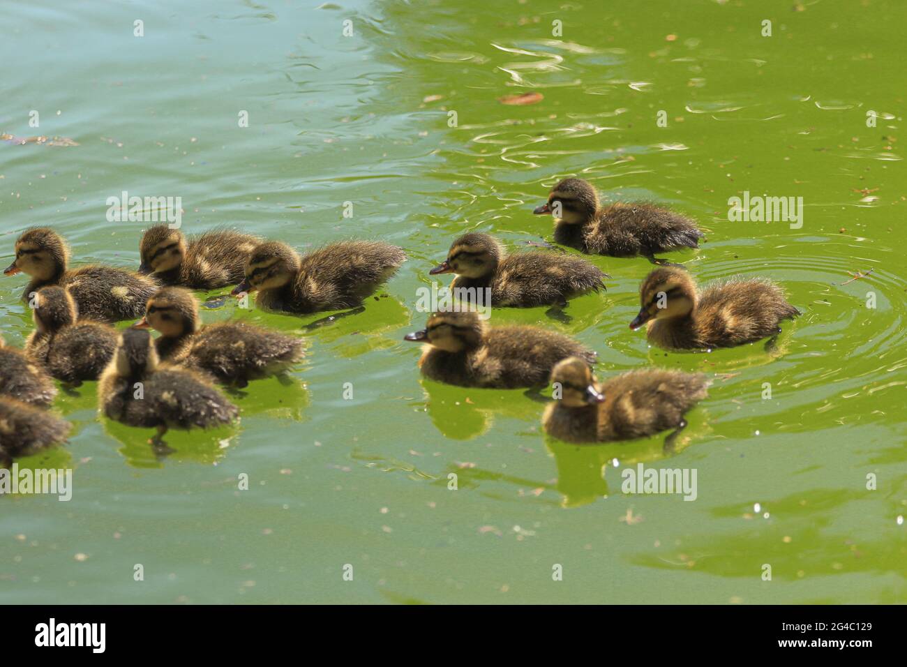 Ducklings in spring hi-res stock photography and images - Alamy