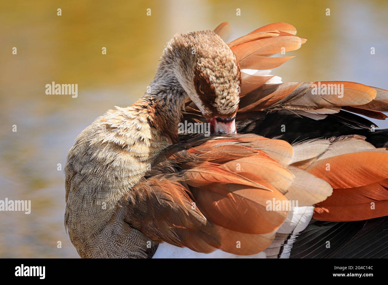 Egyptian goose geese alopochen aegyptiaca bird hi-res stock photography ...