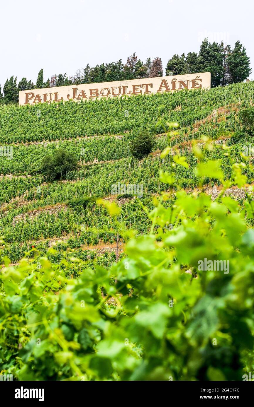 Vineyards, Tain l'Hermitage, Drome, Rhône Valley, AURA, France Stock ...