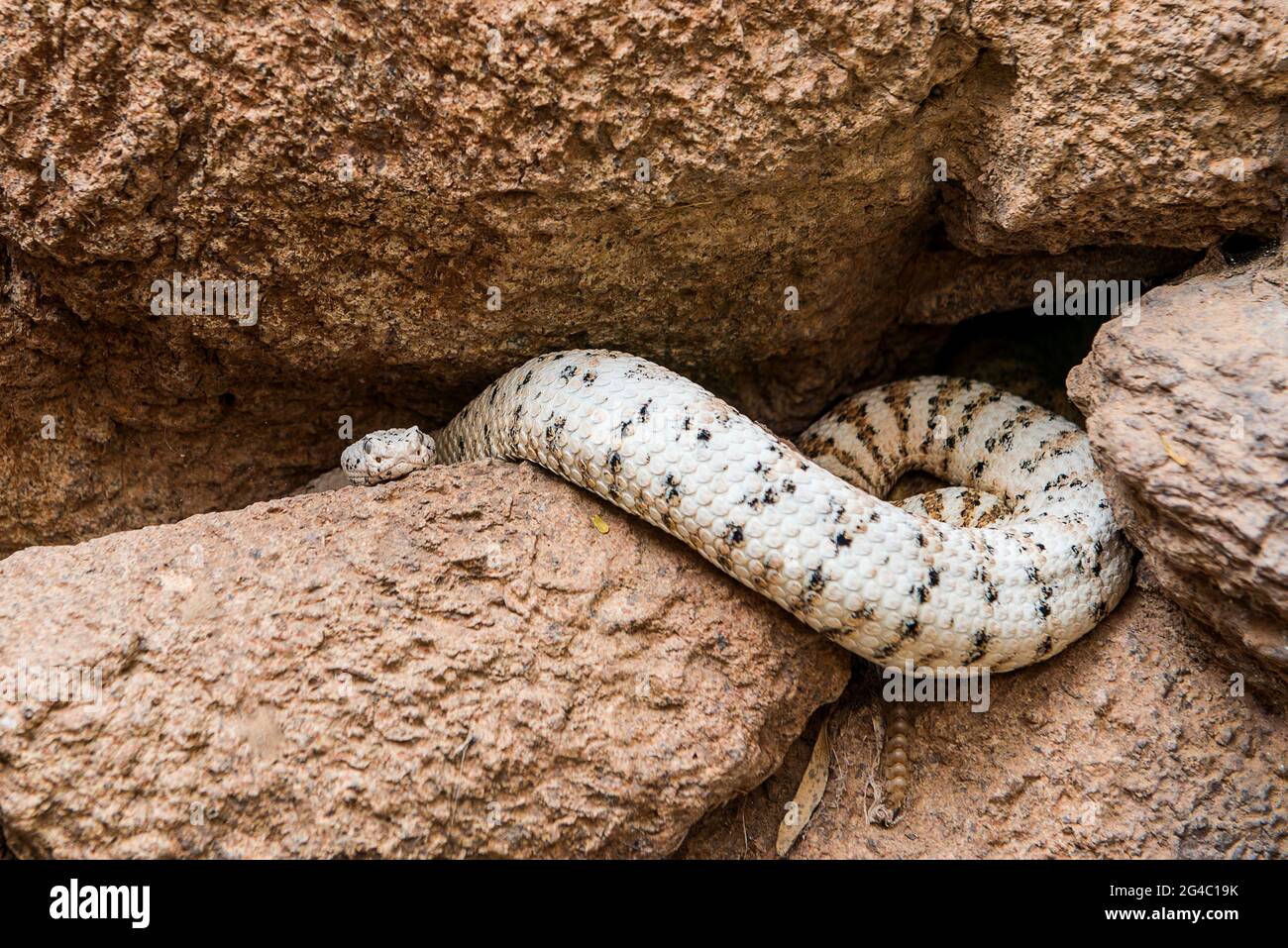White rattlesnake hi-res stock photography and images - Alamy