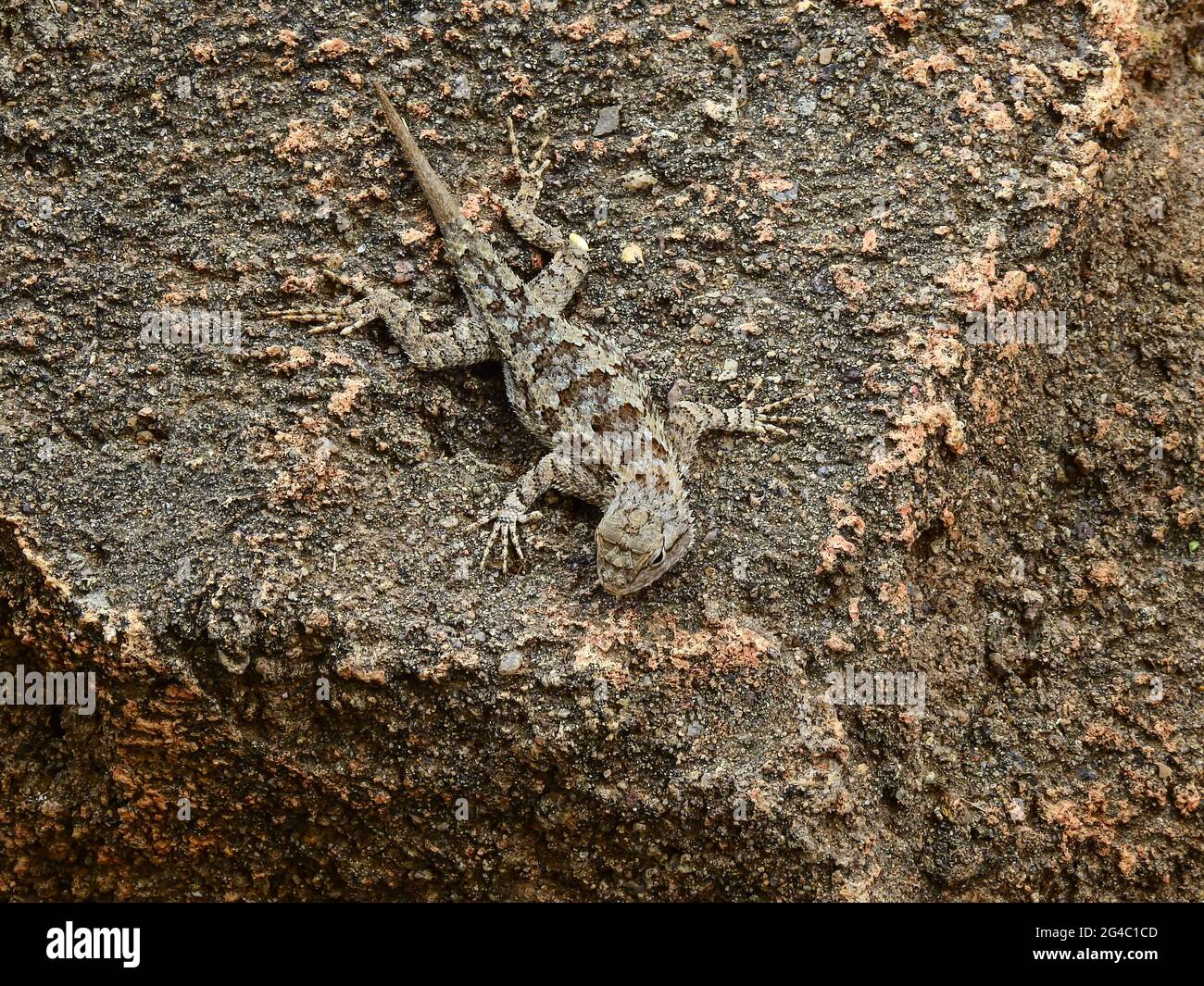 Wild lizard in Arizona Stock Photo - Alamy