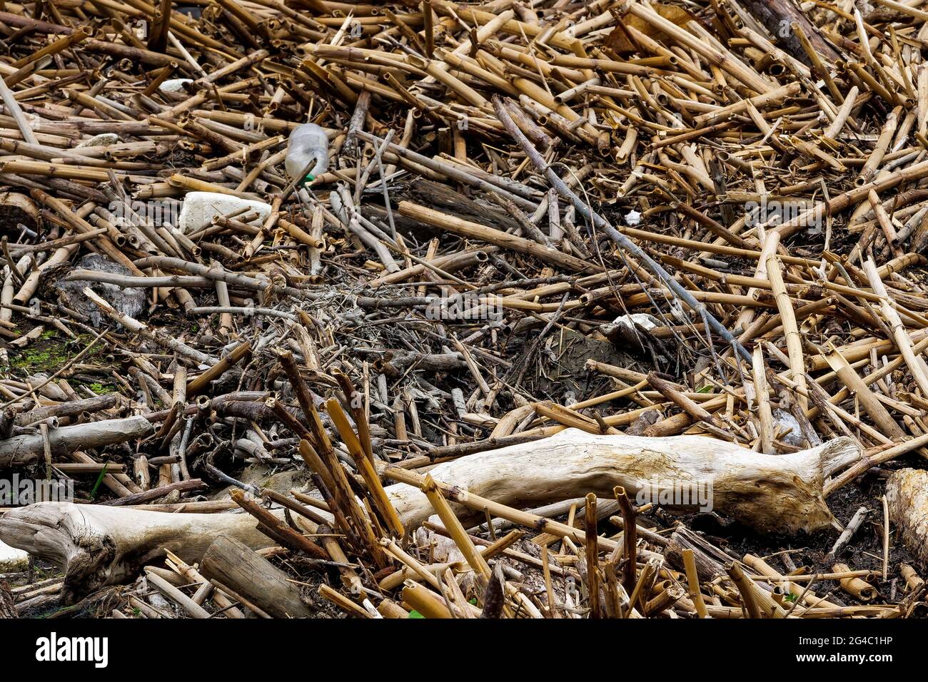 Floated wood on the Rhone river, Tournon, Rhône Valley, AURA, France ...
