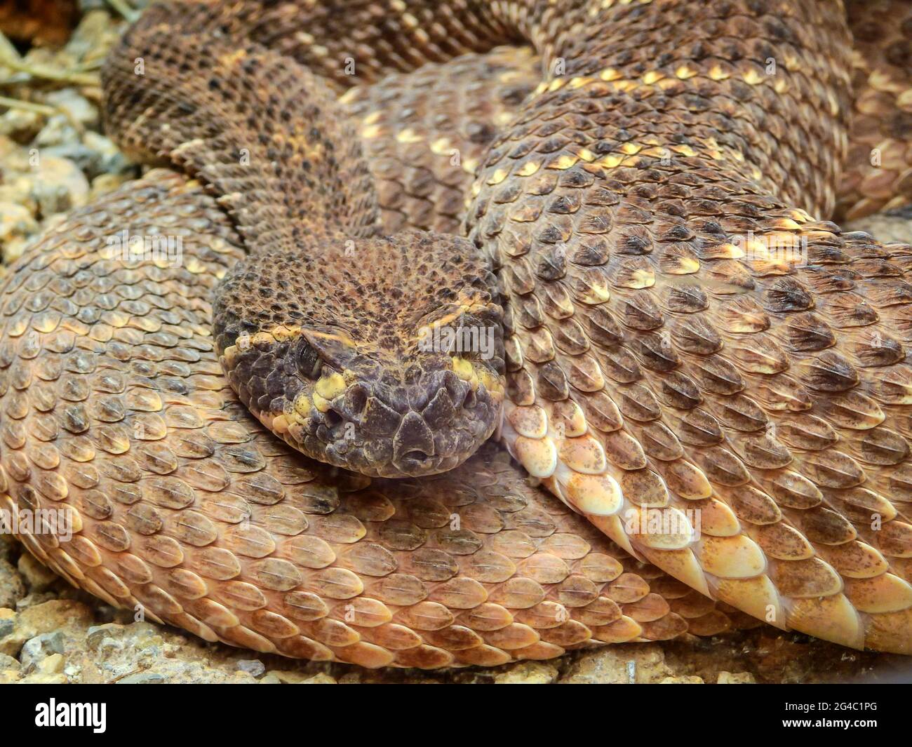 A Western Diamondback Rattlesnake Stock Photo - Alamy