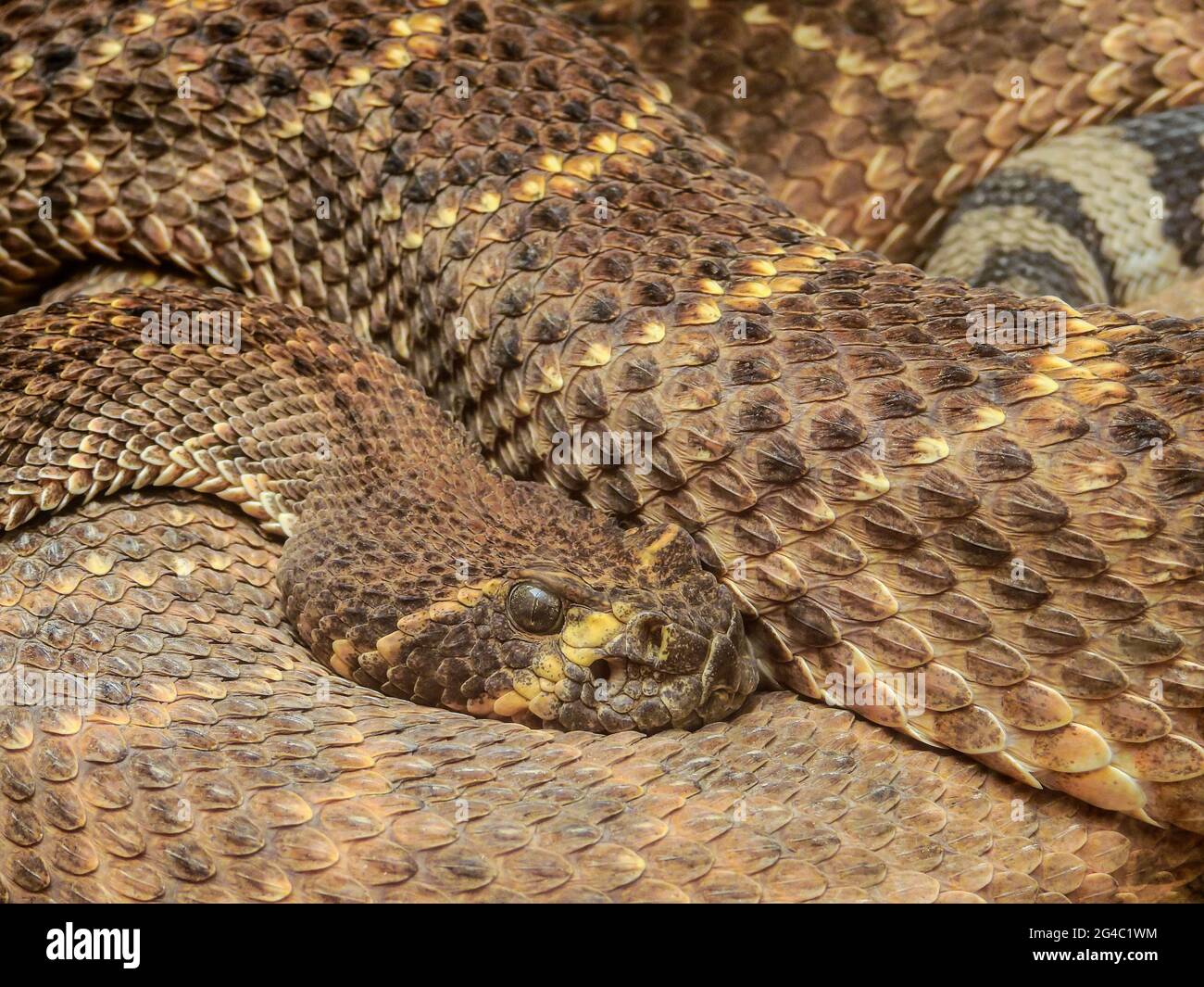 The western diamondback hi-res stock photography and images - Alamy
