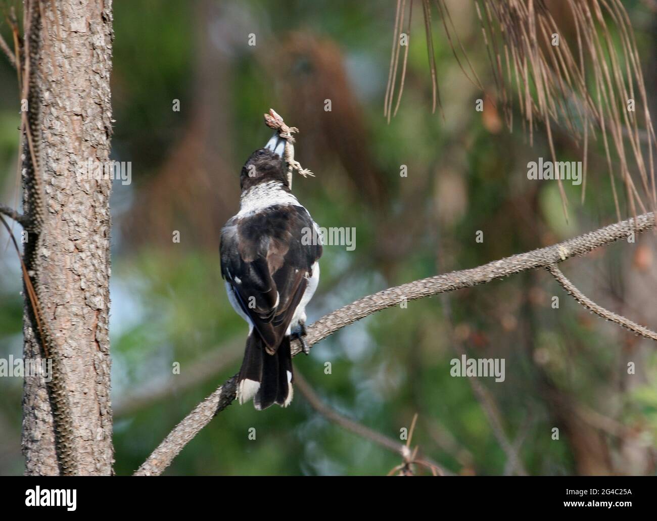Pied butcherbird butcherbird australia hi-res stock photography and ...