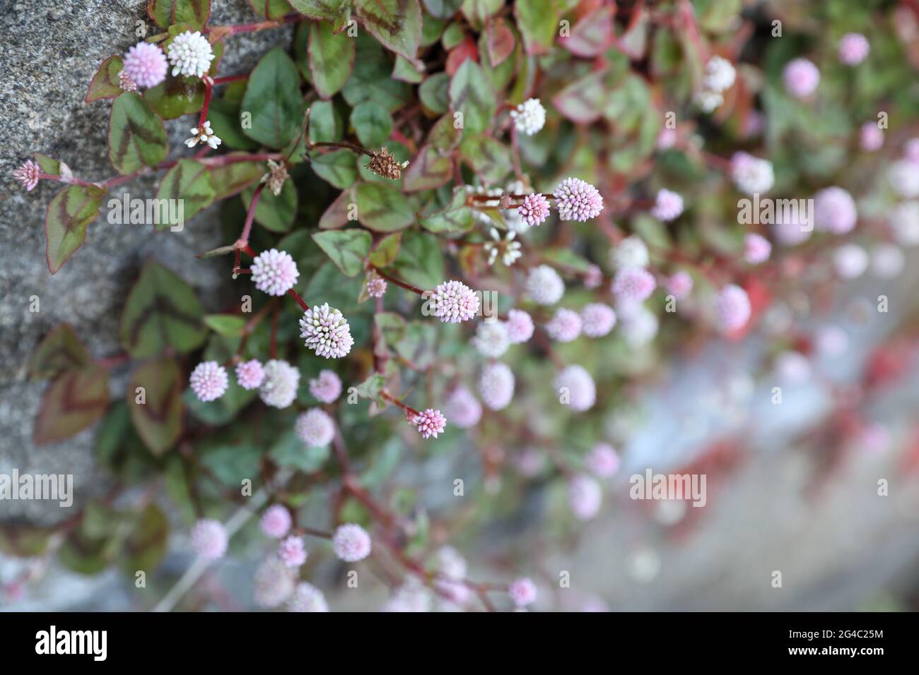 Closeup of ivy plant with small flowers growing out on the old wall ...