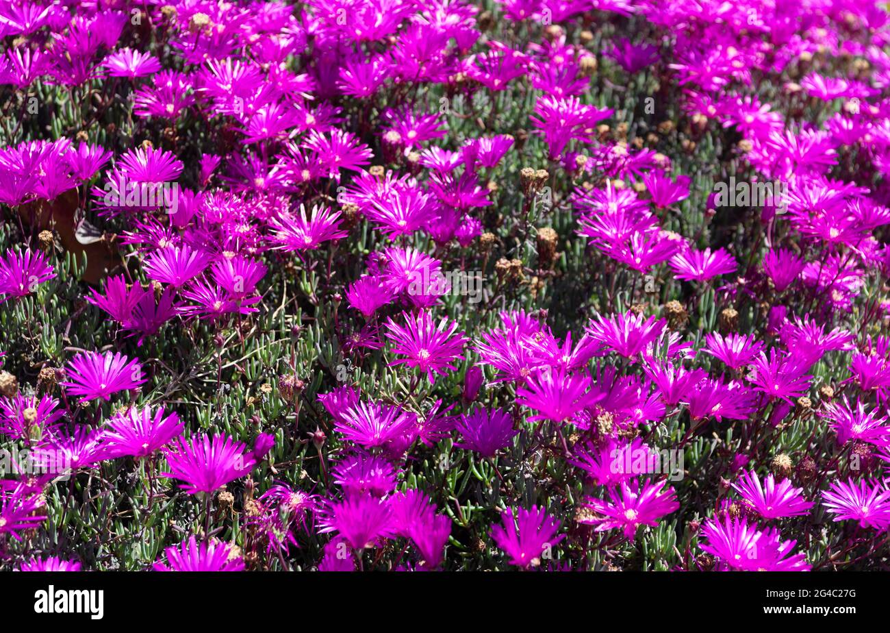 Trailing Ice Plant High Resolution Stock Photography and Images - Alamy